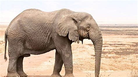 Scientists Find African Elephants Can Distinguish Visual Clues Linked