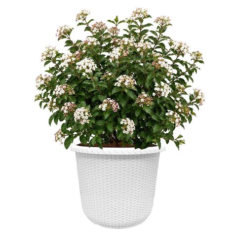 First Editions 2 Gal Powfume Viburnum Shrub In Decorative Container