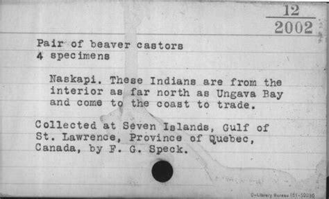 Beaver Castor Smithsonian Institution