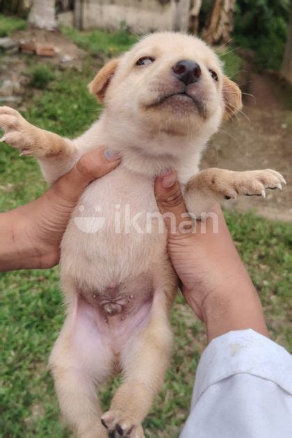 Doberman Crossed Puppies For Sale For Sale In Gampaha City Ikman