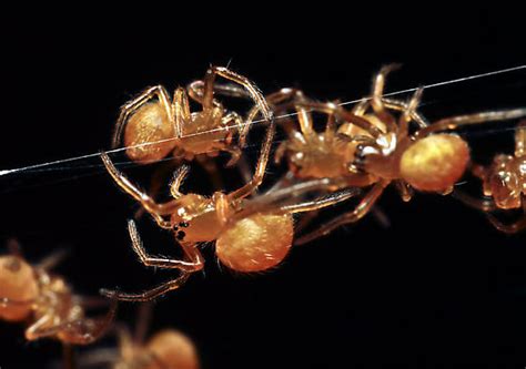 Spiderlings Bugguide Net