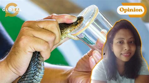 Snake Venom Addiction The New Lethal Obsession