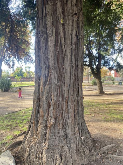 Is This A Redwood Sequoia Tree Found In Central Chile R Treeidentification