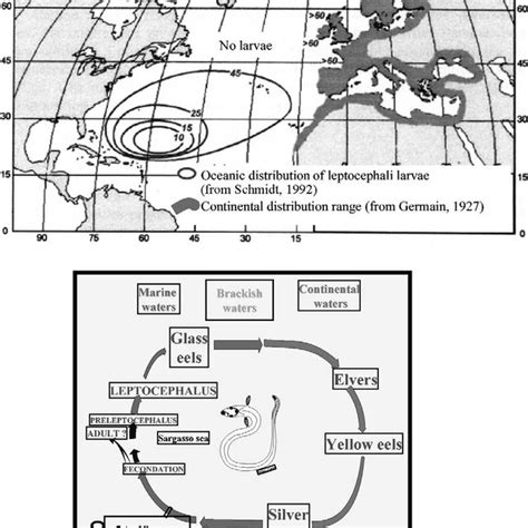 Simulation Of The Evolution Of Eel Population Size Numbers And Download Scientific Diagram