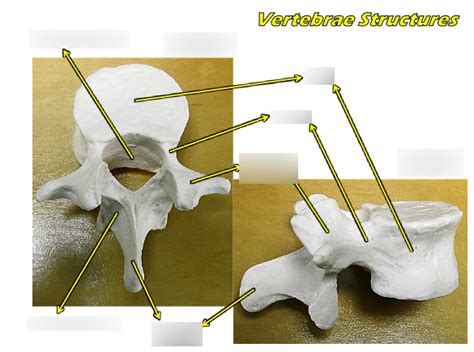 Bio 210 Practical 1 Review Vertebrae Diagram Quizlet