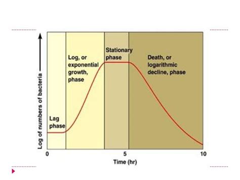 Different Phases Of Growth Growth Curve