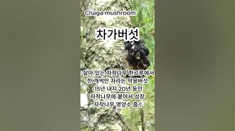암에 좋다고 알려진 자작나무에서 자라는 차가버섯 Youtube