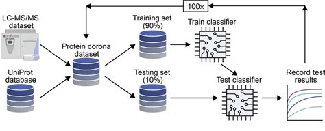 Rfc Workflow For Splitting Based Predictions Lc Ms Ms Gives Protein Download Scientific