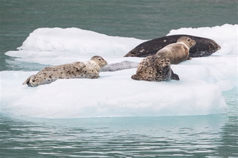Exploring The Endicott Arm And Dawes Glacier Current By Seabourn