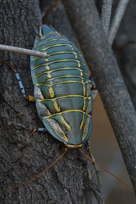 Trilobite Cockroach Yellow Porcelain Roach Neotropical Cockroach Blue