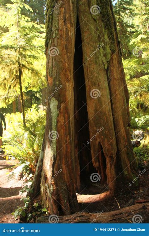 A Tree That Splits Stock Image Image Of Bottom Sunny