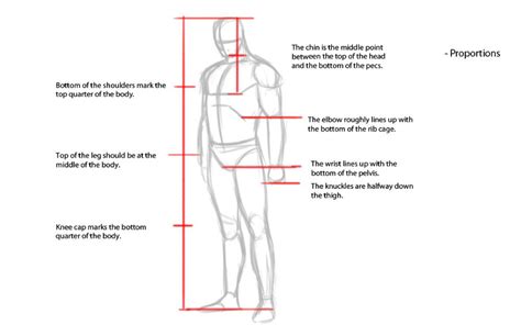 Kristaferanka Anatomical Proportions How To Draw A Proportional Body