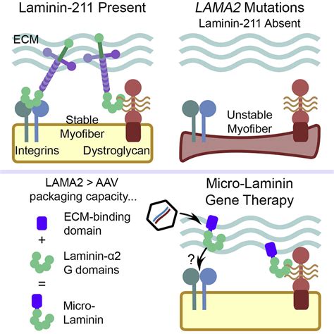 Laminin Protein
