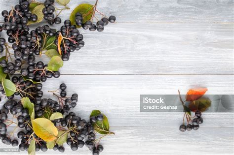 회색 나무 테이블에 검은 초크 베리 열매 의 힙 맨 위 보기 공간을 복사합니다 음식 배경입니다 가을에 대한 스톡 사진 및 기타 이미지 Istock