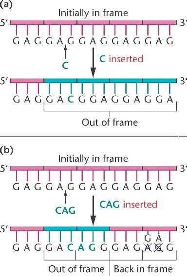Frameshiftmutationhtml 1302 Frameshiftmutation