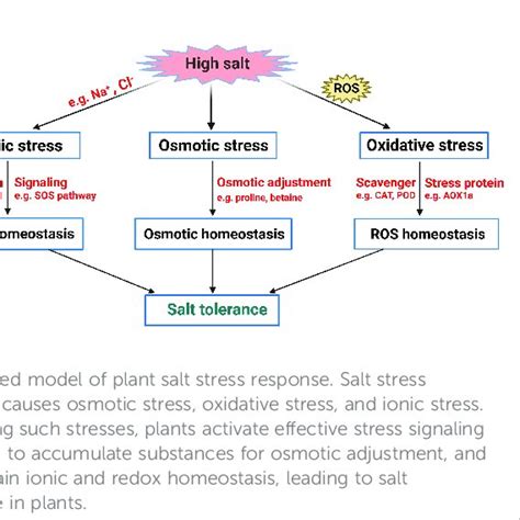 Pdf Plant Salt Response Perception Signaling And Tolerance