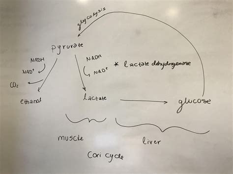 Biochemistry Pathways I Memorized R Mcat
