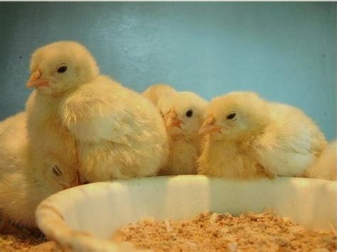 [웃흥a] 병아리 키우기 병아리 키우는방법 네이버 블로그