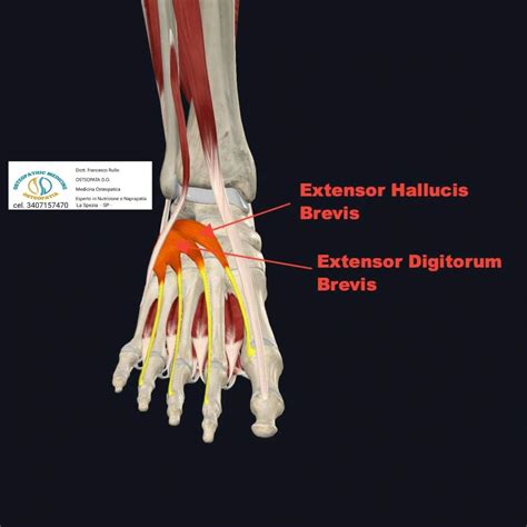 Having Trouble Activating Your Toe Flexors There Are Many Common