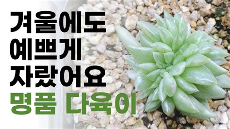 완판되었습니다 겨울에도 예쁘게 자란 금다육이 착한가격 금다육 선착순 Youtube