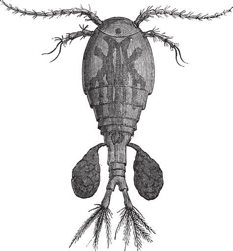 Freshwater Copepod Or Cyclops Sp Vintage Engraving 35391441 Vector