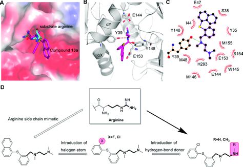 Predicted Binding Mode And Structural Modification Of Compound 13a A
