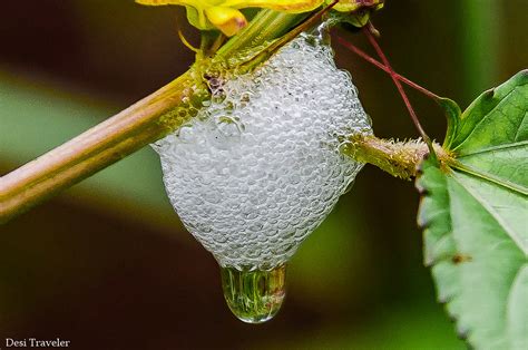 A Foam Like Bug Spittlebug