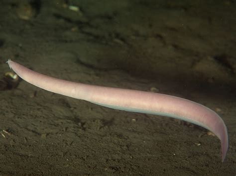 Atlantic Hagfish Myxine Glutinosa