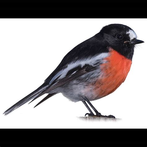 Scarlet Robin Petroica Boodang Identification Birda