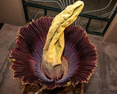 Corpse Flower The Huntington