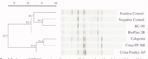Figure 3 From Ileal And Caecal Microbial Populations In Broilers Given Specific Essential Oil