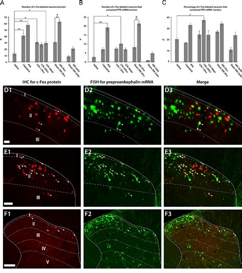 Figure 1 From Spinal Distribution Of C Fos Activated Neurons Expressing