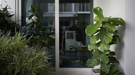 Cómo Cuidar El Ficus Pandurata Todo Lo Que Hay Que Saber Sobre Esta