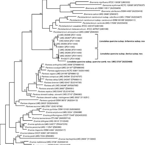 Maximum Likelihood Tree Based On Almost Complete 16s Rrna Gene