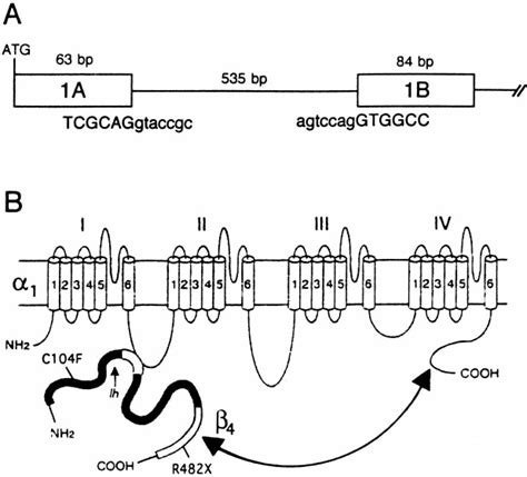 Figure 1 From Coding And Noncoding Variation Of The Human Calcium