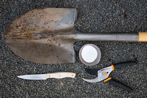 How To Divide And Transplant Bearded Iris