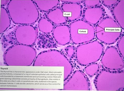 Follicular Colloid Of Thyroid