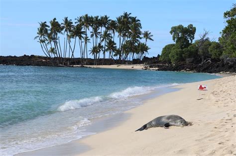 The Hawaiian Monk Seal Where To Spot Them And Important Info