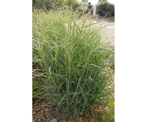Colorado Springs Utilities Xeriscaping Prairie Sky Switchgrass