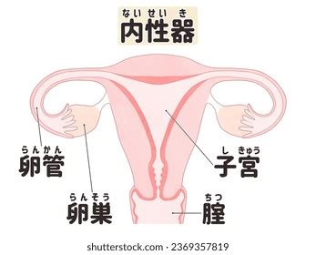Female Reproductive Systemin Japanese Internal Genitalia Stock