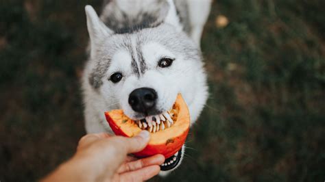 Are Pumpkin Seeds Safe For Dogs To Eat Yes Heres What You Should