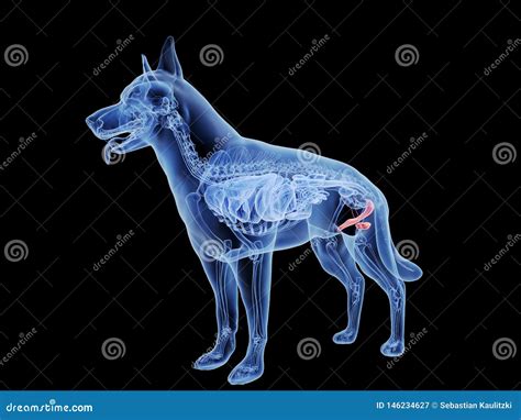 The Canine Genitals Royalty Free Cartoon 157609463