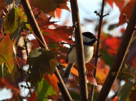 Carolina Chikadee Francisdalman Flickr