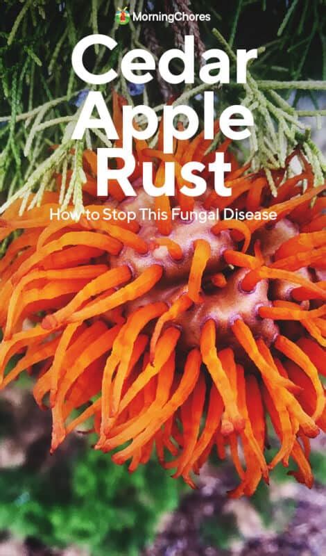 Cedar Apple Rust How To Identify And Stop This Fungal Disease