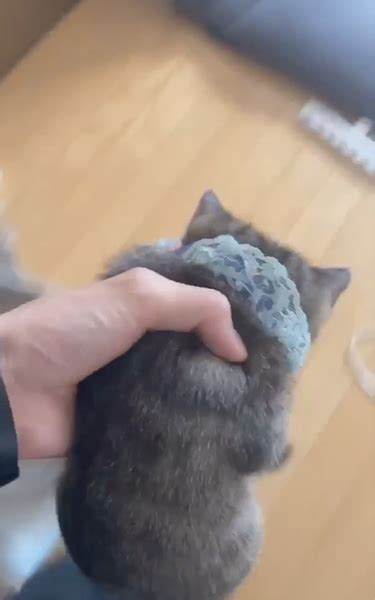 お迎えしてすぐのころ、子猫が寝ていた場所は かわいい寝姿に「これは動けない」「すごいところで」と胸がキュン ねとらぼ