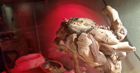 Einstein Looks Like Something Out Of An Issue Of Heavy Metal Circa