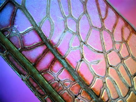 Grasshopper Wing By John Hobson On 500px Grasshopper Wings Abstract