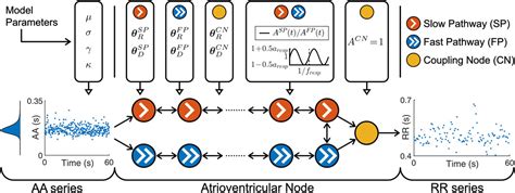 Frontiers Ecg Based Estimation Of Respiration Induced Autonomic