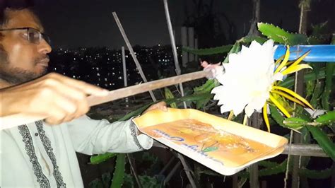 ড্রাগন ফুলের পরাগায়ন করার পদ্ধতি Dragon Flower Pollination System Youtube