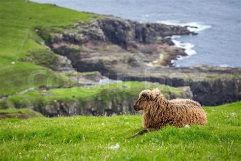 Wildlife In The Faroe Islands Sheep On Vagar Island Faroe Islands